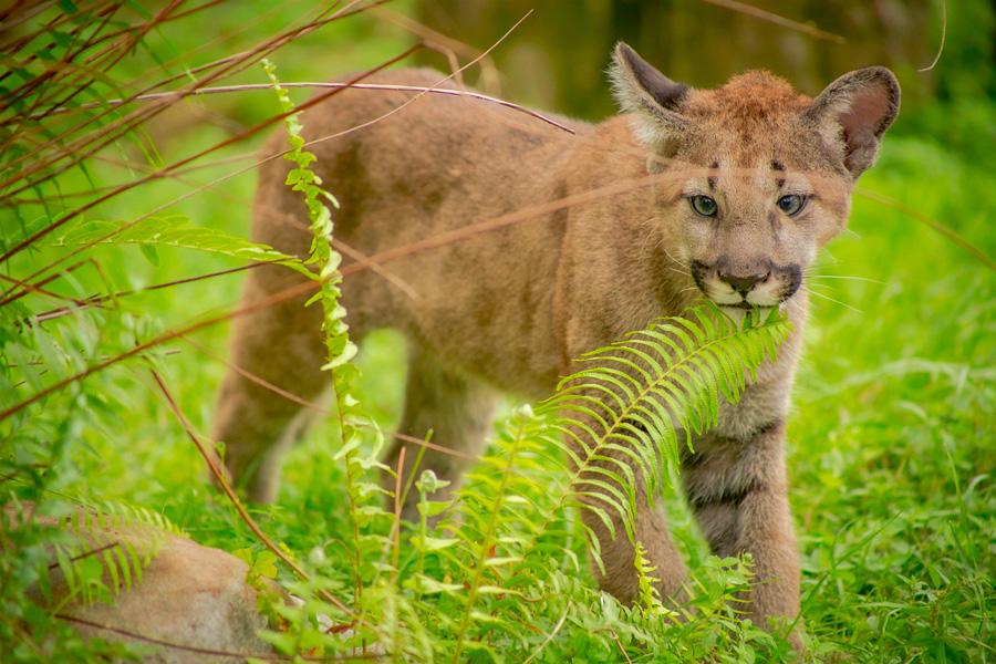 Gatorland Welcomes New Florida Panther Cubs Yuma and Sakari – Bionic Buzz